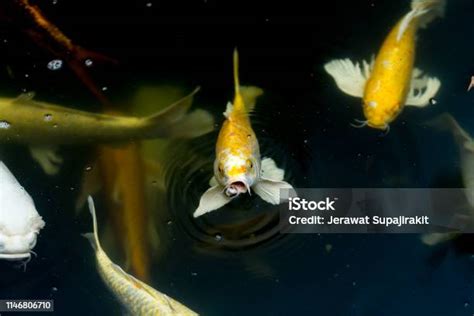 멋진 잉어 연못에서 수영 멋진 Carps 물고기 또는 잉어 연못에서 수영 수영과 공간의 움직임 금붕어에 대한 스톡 사진 및 기타 이미지 Istock
