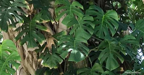 Monstera Borsigiana Care Growing Small Leaf Monstera Deliciosa