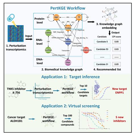 Identifying Compound Protein Interactions With Knowledge Graph Embedding Of Perturbation