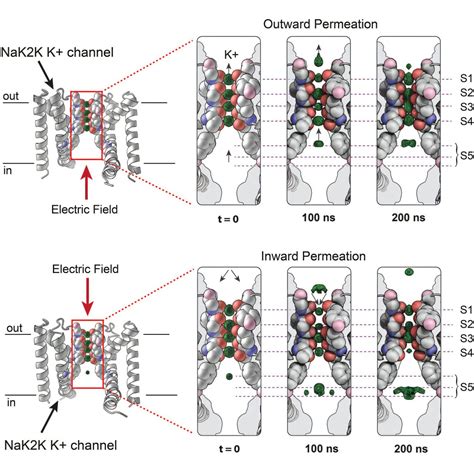 New X Ray Technology Captures Proteins In Motion