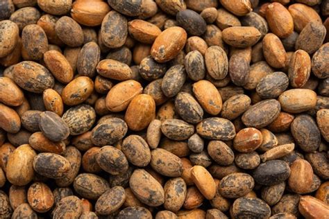 Jayphal Nutmeg Ishan Ayurvedic Medical College And Research Centre