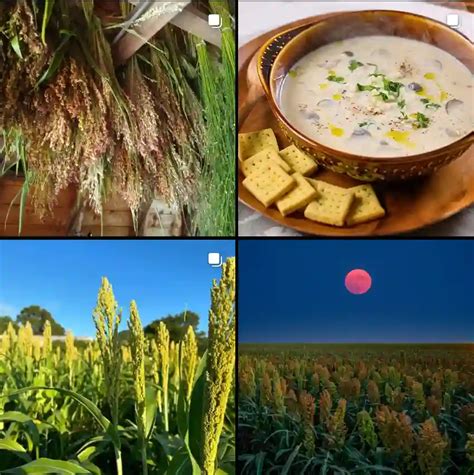 18 Species In Genus Sorghum