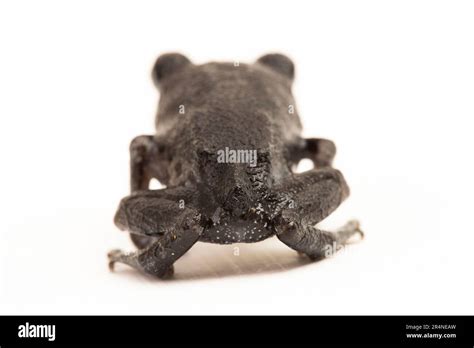 Hasselts Toad Java Spadefoot Toad Hasselts Litter Frog