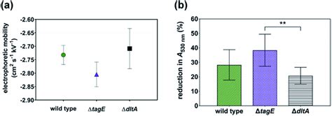 assessment of the surface charge of intact wild type and wta mutant