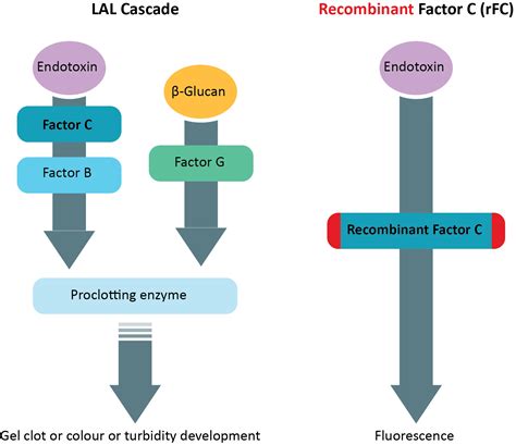 Endolisa® Detection Assay Protocol Onelab