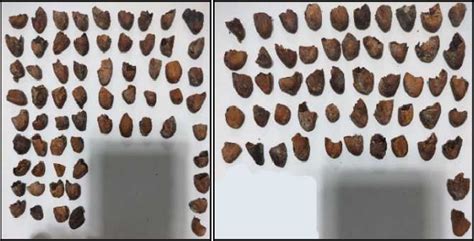 Figure 1 From Object Detection Approach For Batch Detection Of Cacao