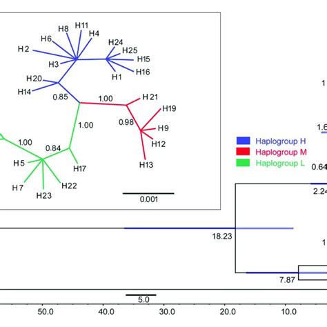 A Bayesian Phylogenetic Tree Based On Cpdna Data B Divergence