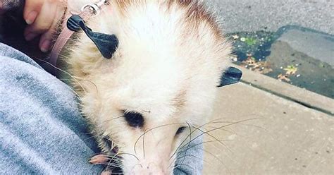 Hugging An Opossum Album On Imgur