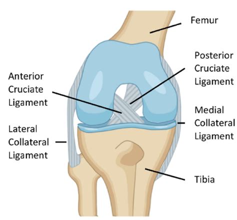 Photonic Light Therapy For Acl Injury Shelly Lighting