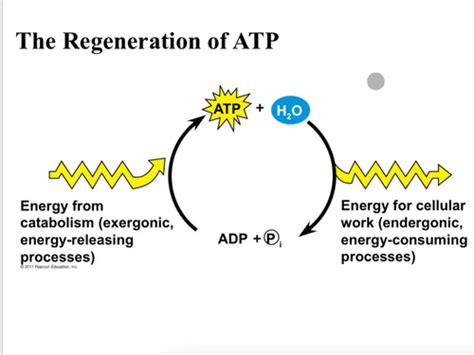 Bio Chapter 8 Intro To Metabolism Flashcards Quizlet