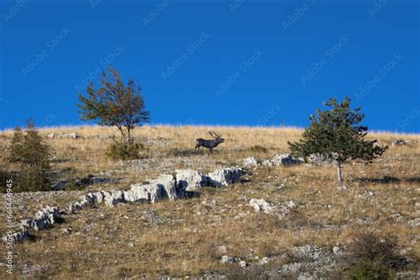 Male Specimen Of Wild Red Deer In Nature Also Known As Royal Deer Or