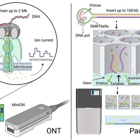 Genomic Sequencing Technologies Based On Long Chain Reads In The Left