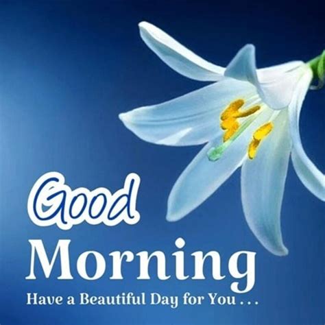 Good Morning Lily Flowers Images Wishes Greetings
