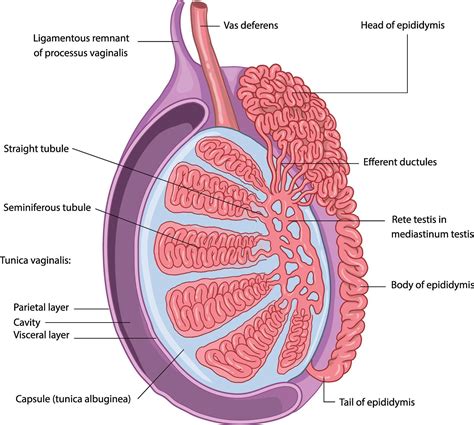 Illustration Of Testis Anatomy Diagram 54068163 Vector Art At Vecteezy