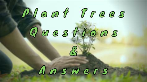 Plant Trees Questions Answers WittyChimp