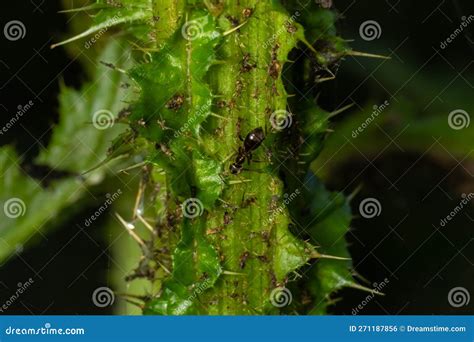 Close Up Of The Symbiotic Relationship Between Ants And Ahpids Stock
