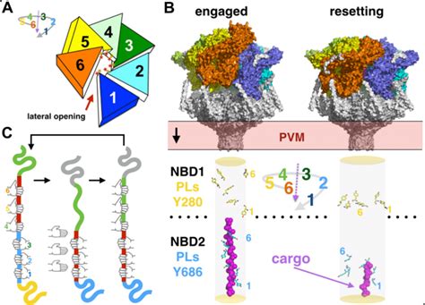 Spiral Staircase Hexameric Assembly And Substrate Translocation In Download Scientific Diagram