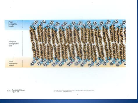 PLASMA MEMBRANE DIFFUSION GOING FROM AN AREA OF A HIGH CONCENTRATION TO ONE OF LOW CONCENTRATION