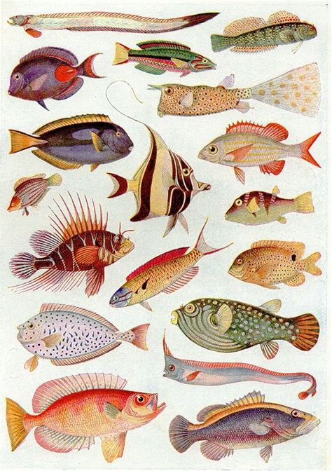 image 0 | Fish illustration, Fish drawings, Fish art