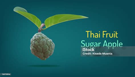 현실적인 커스터드 사과 또는 설탕 사과 또는 과자 및 Beuatiful 잎 타이어 무노 나 건강 한 과일 벡터 일러스트레이션