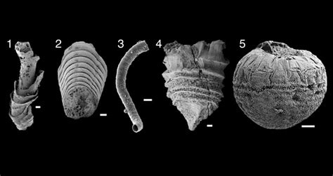 Fossil Evidence The Burgess Shale