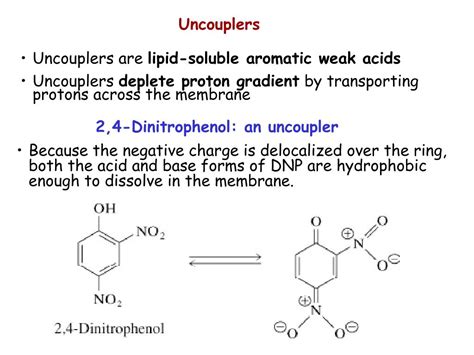 Ppt A Proton Gradient Powers The Synthesis Of Atp Powerpoint Presentation Id 3640125