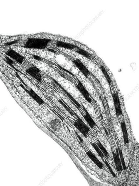 Tem Transition Electron Microscope Vs Sem Scanning Electron Microscope Image Of A
