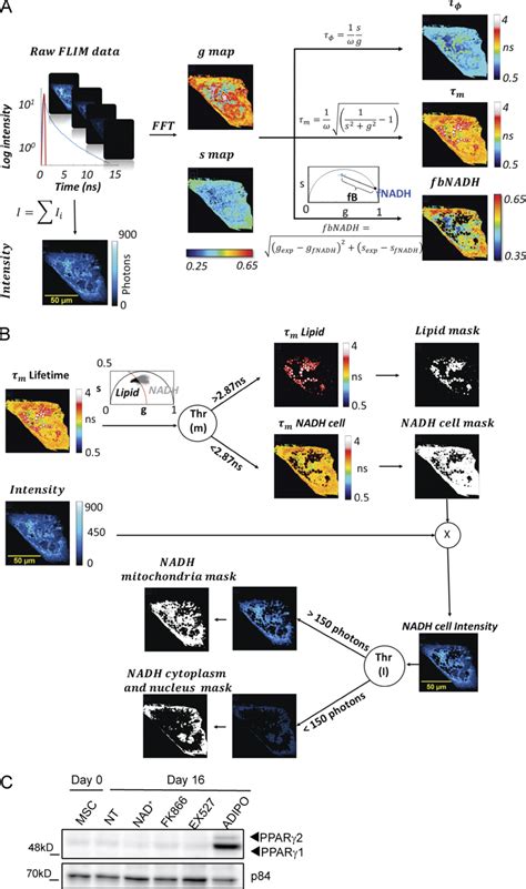 Image Processing Workflow For Flim And Lipid And Nadh Segmentation A Download Scientific