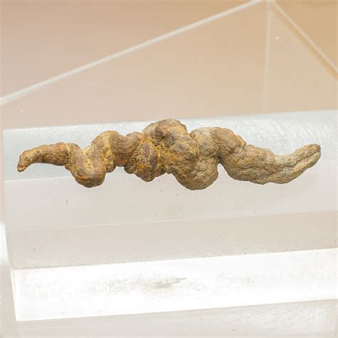 Explore Dinosaur Life Through Coprolite Fossils