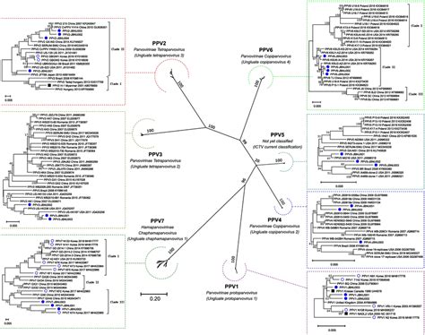 maximum likelihood tree analysis based on combined structural gene