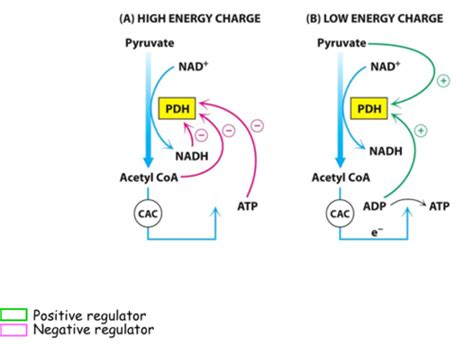 Glycolysis And Krebs Cycle Linking Step Flashcards Quizlet