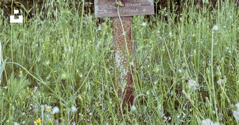 잔디에 나무 기둥에 녹색 사서함 사진 Unsplash의 무료 우체통 이미지