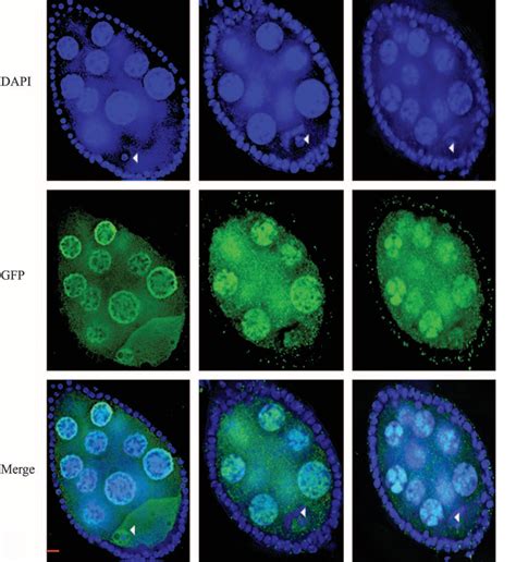 Figure 3 From The Hhh 2 Ndd Domain Of The Drosophila Nod Chromokinesin