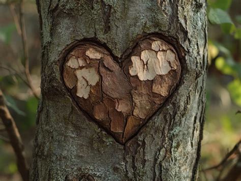Heart Carving On Tree Bark Premium AI Generated Image