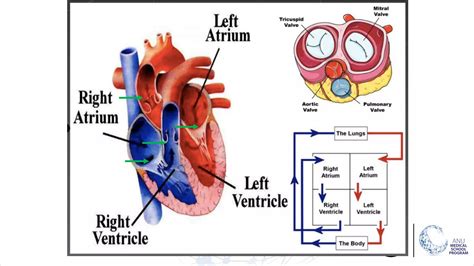 Lecture 4 Introduction And Cardiac Automaticity Physiology 1pdf