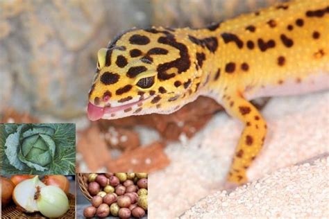 Can Leopard Geckos Eat Vegetables - 8 Questions Answered - ReptileBreeds.com