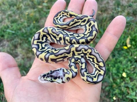 🧩super Pastel Stranger Puzzle🧩 Ball Python By Balthozar Llc