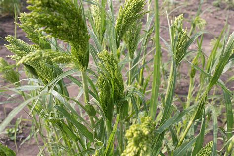 Proso Millet Blonde Prairie Garden Seeds