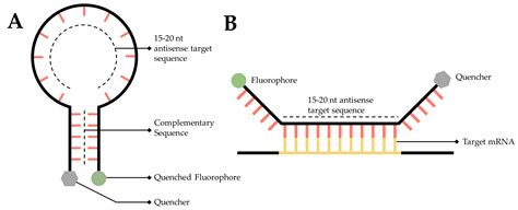 Technologies Enabling Single Molecule Super Resolution Imaging Of Mrna Encyclopedia Mdpi