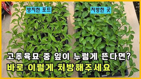 Ep 107 고추 육묘 중 잎이 누렇게 뜰 때 처방은 Youtube