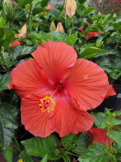 Tropical Hibiscus ‘rosa Sinensis Pooler Plant Pick Up Station