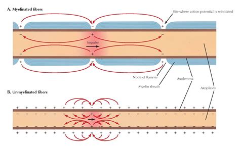 Conduction Velocity Pediagenosis