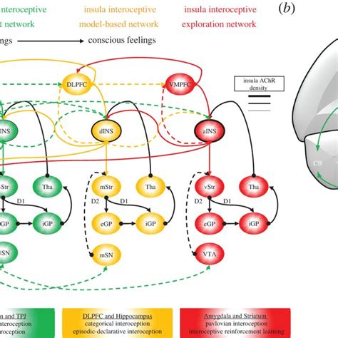 A Hierarchical Insula Prefrontal Cortex And Striatum Parallel Download Scientific Diagram
