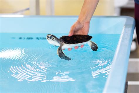 Sex Ratios Florida Atlantic University Charles E Schmidt College