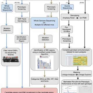 PDF Current Strategies For Mutation Detection In Phenotype Driven Screens Utilising Next