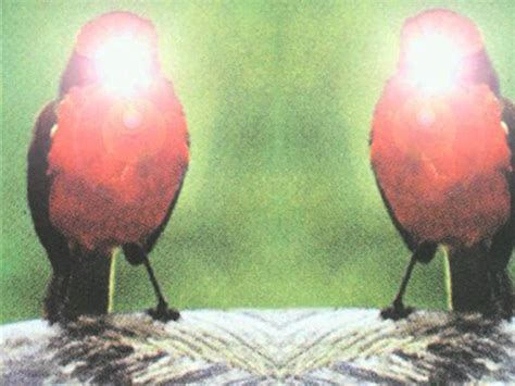 Lungfish 08 Sex War Youtube