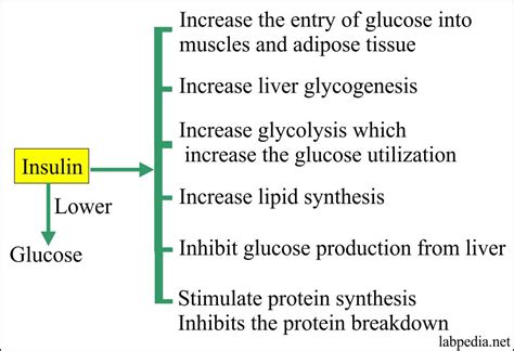 Insulin Assay Cross Reactivity At Jeremy Shields Blog