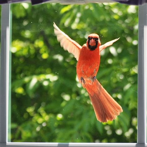 Why Do Birds Keep Coming To My Window At Susanne Lumpkin Blog