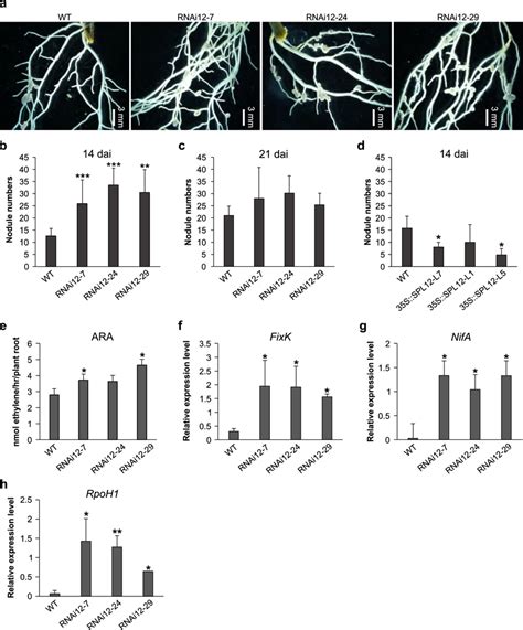 The Effect Of The Spl12 Silencing And Overexpression On Nodulation And Download Scientific
