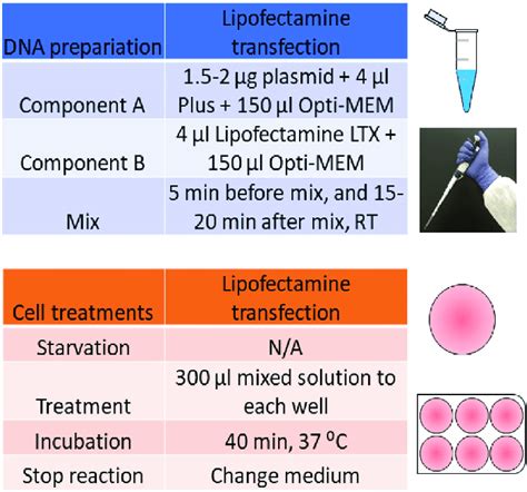 Lipofectamine Transfection Procedures Download Scientific Diagram